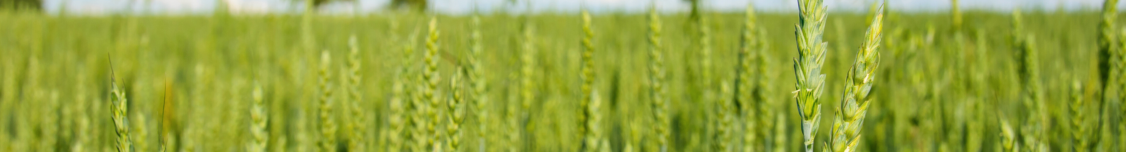 Small Grains - Albert Lea Seed : Albert Lea Seed