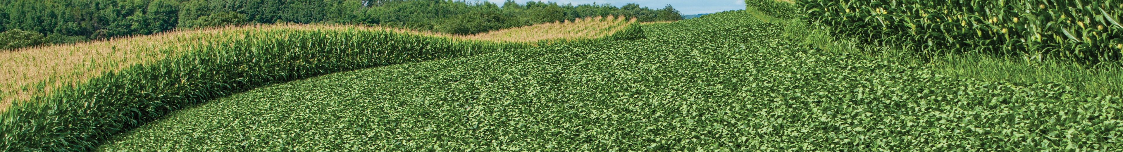 Soybeans - Albert Lea Seed : Albert Lea Seed