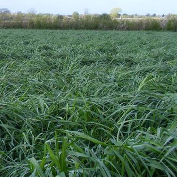 Italian Ryegrass - Albert Lea Seed : Albert Lea Seed