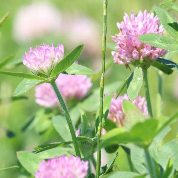 Medium Red Clover Seed | Cover Crop Seed | Albert Lea Seed