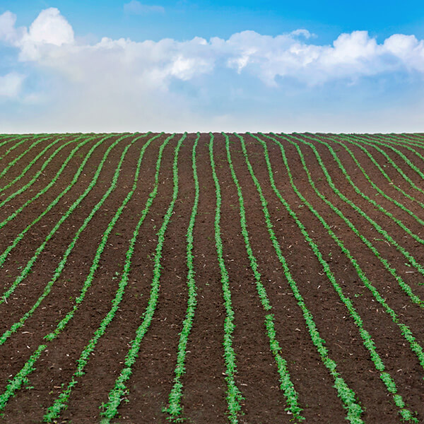 Soybeans - Albert Lea Seed : Albert Lea Seed