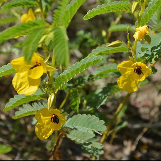 Partridge Pea - Albert Lea Seed