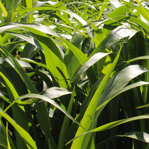 Open-Pollinated Grain Sorghum (Mild) - Albert Lea Seed : Albert Lea Seed