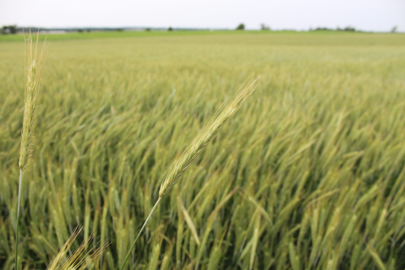 Hybrid Rye Varieties Shine in 2019 Iowa Trials - Albert Lea Seed