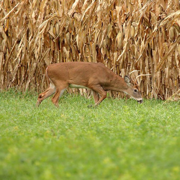 Deer Field Corn Seed 80M Bag | Albert Lea Seed
