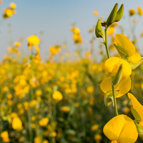 Growing Sunn Hemp Leaves | Get Sunn Hemp Cover Crop Seed