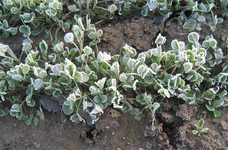 Did Freezing Temperatures Damage Your Alfalfa or Red Clover?
