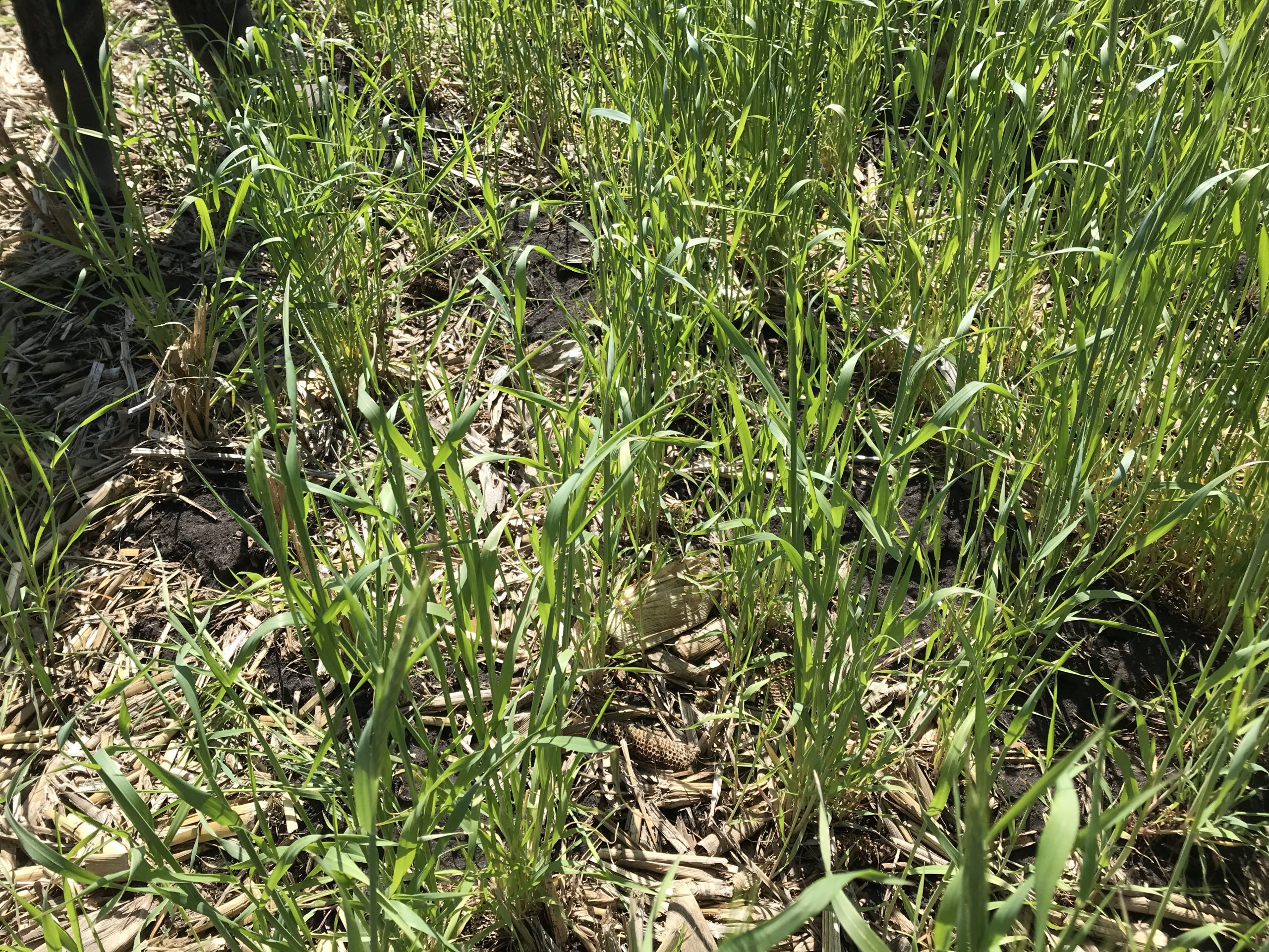 A Tale of Two Rye Plantings - Albert Lea Seed : Albert Lea Seed