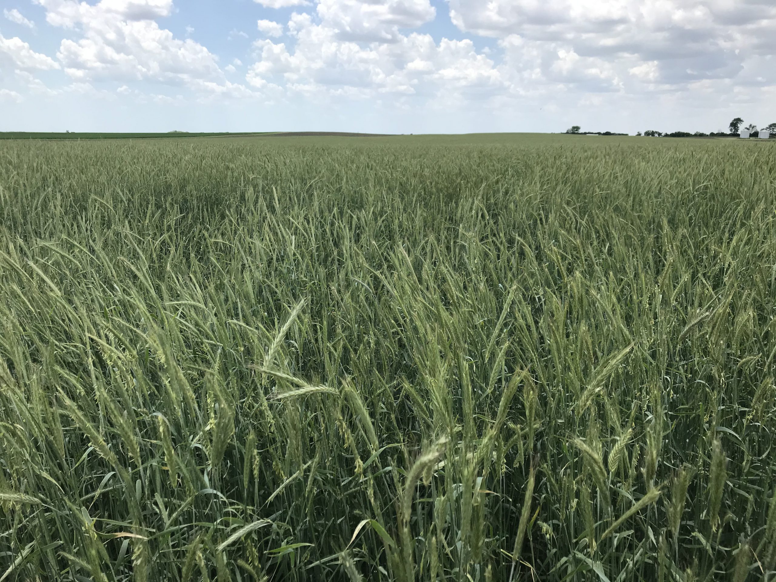 A Tale of Two Rye Plantings - Albert Lea Seed