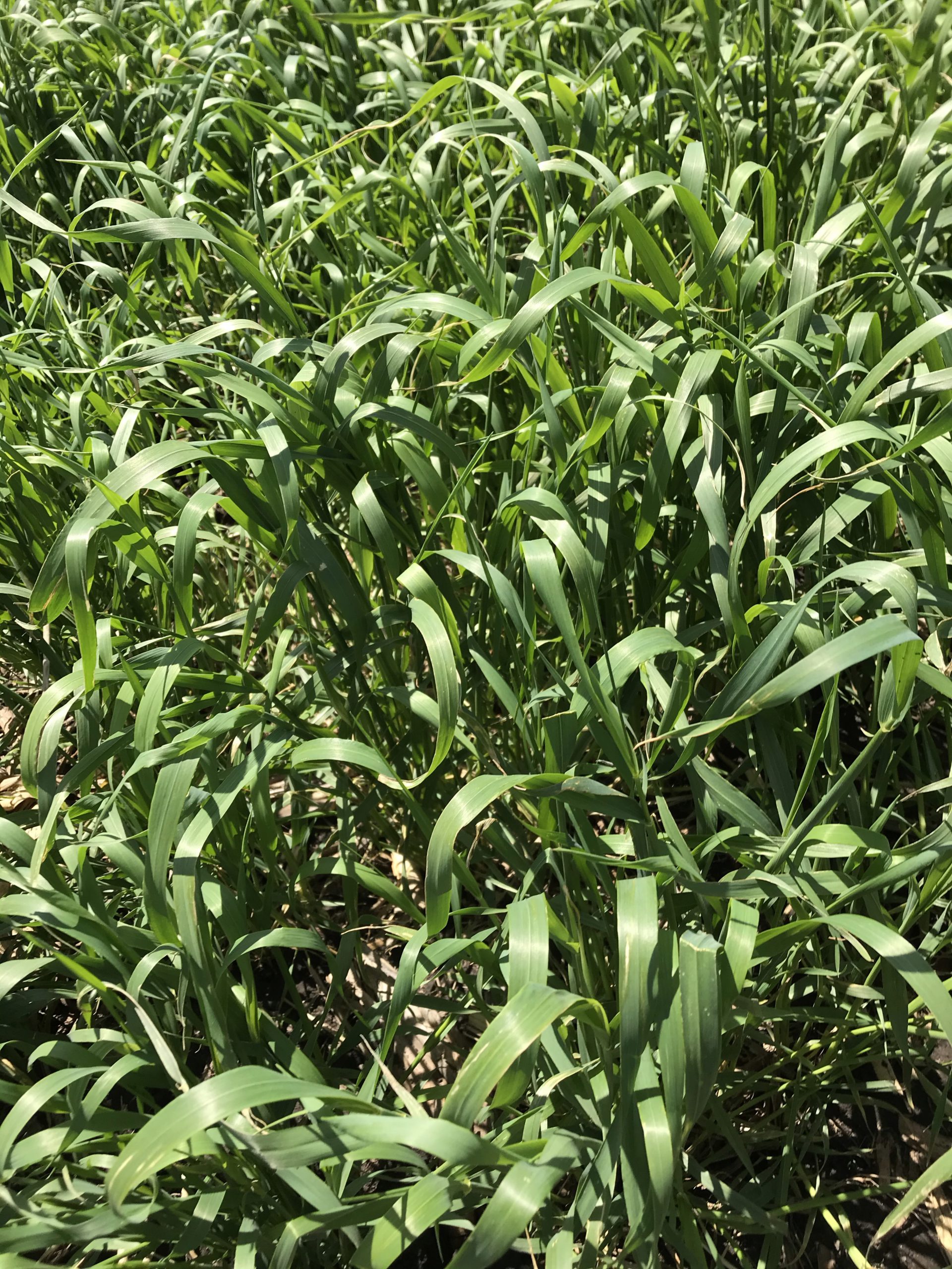 A Tale of Two Rye Plantings - Albert Lea Seed